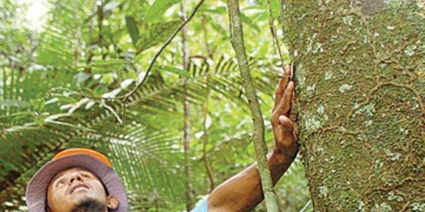 Pesquisa mostra quais as espécies de madeira da Amazônia podem ser ...