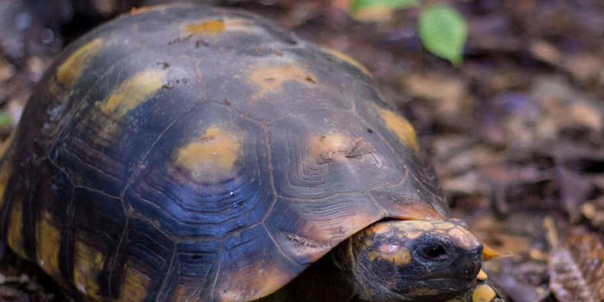 Espécie de jabuti-amarelo é foco de estudo no Amazonas