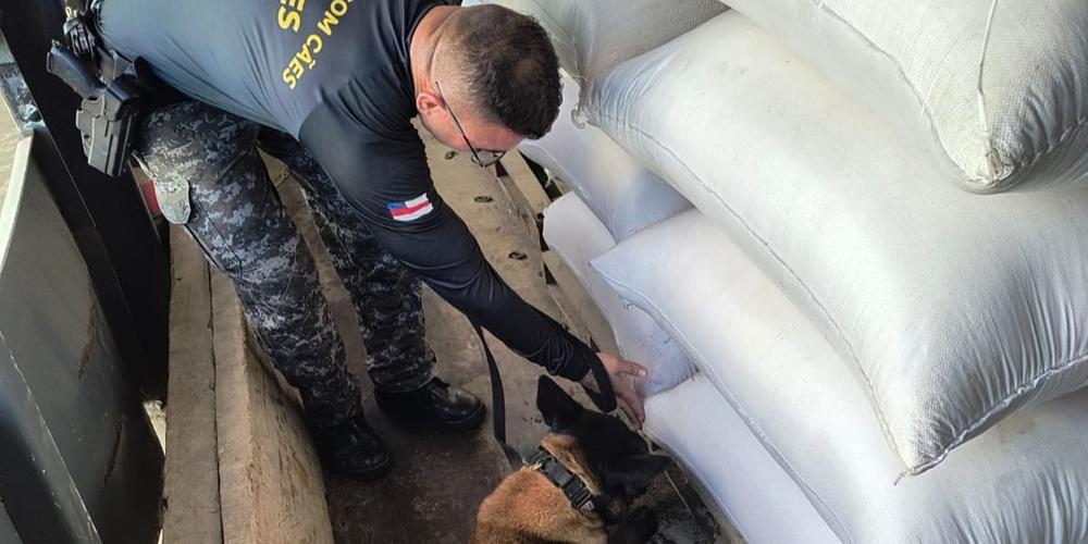 Cão farejador ajuda polícia a encontrar 37 quilos de skunk em sacas de ...