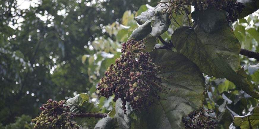 Planta conhecida como 'Uva da Amazônia' frutifica em Manaus pela 2ª vez